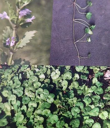 Mauvaises herbes gazon, comment s'en débarrasser