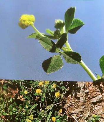 Mauvaises herbes gazon, comment s'en débarrasser